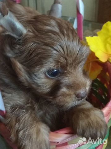 Сладкий шоколад