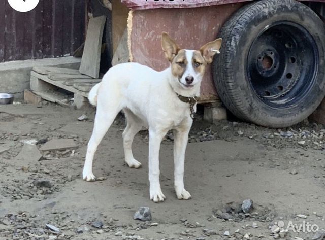 Собака девочка Варя в добрые руки