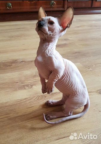 Канадский сфинкс девочка бамбино