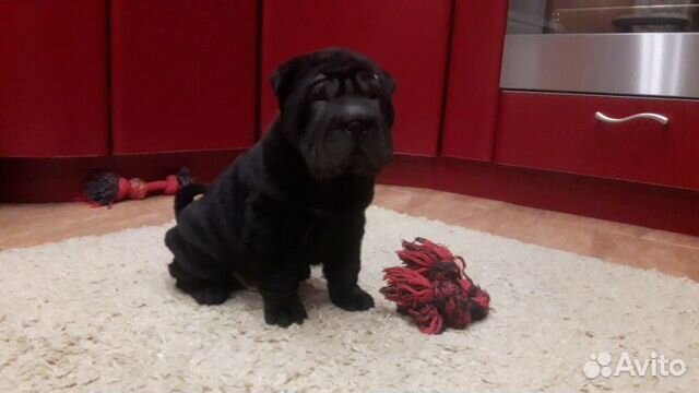 Комочек счастья - малыши Шар-Пея