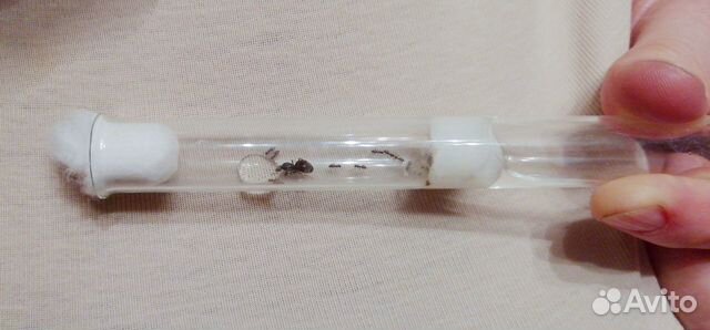 Черный садовый муравей - Lasius niger (Колония)