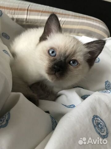 Меконгский бобтейл котенок девочка к Новому году