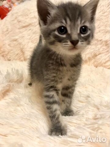 Котёнок мальчик серый тигра