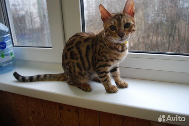Котёнок бенгальской породы
