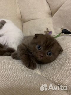Шотландские котята от породистых родителей