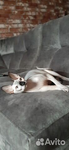 Канадский сфинкс