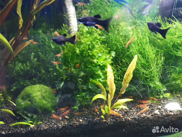 Креветки Моллинезии