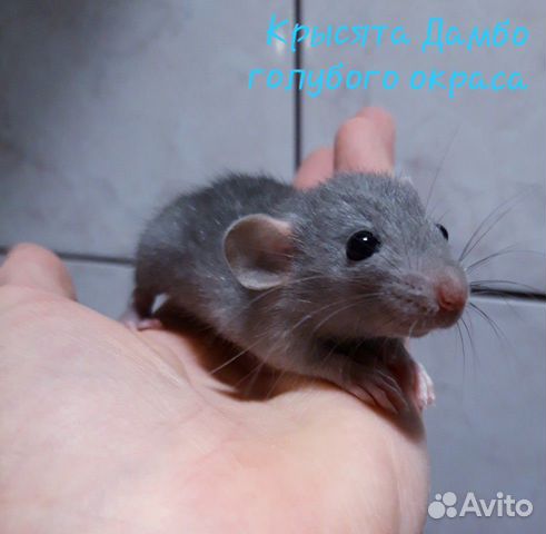Голубые крысята Дамбо
