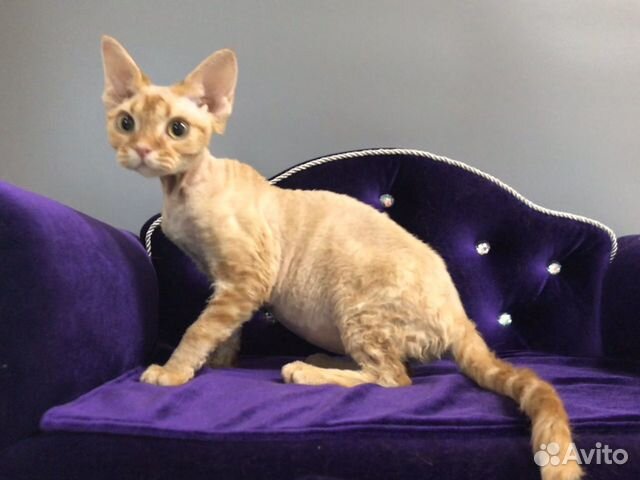 Девон-рекс девочка Аяна