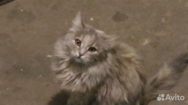 Кошечка ждет хозяина