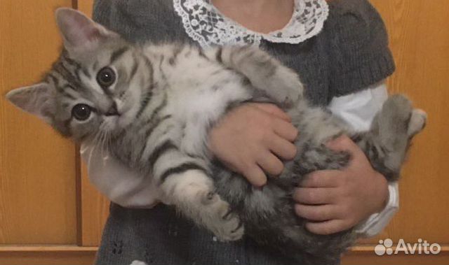 Котенок британец
