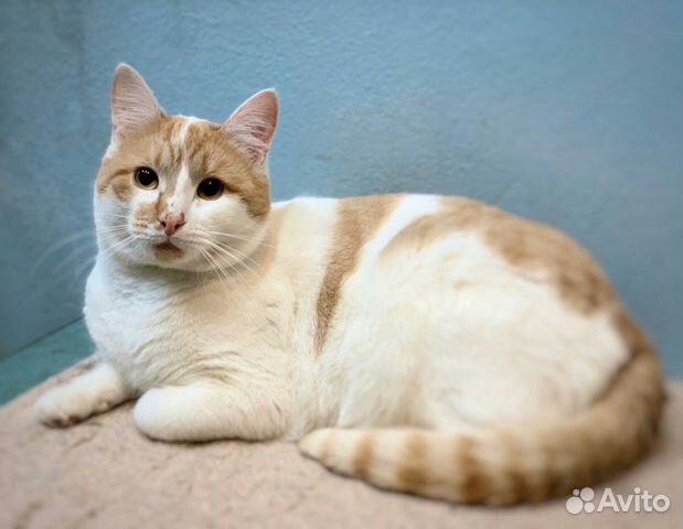 Котодети из приюта ищут своих родителей