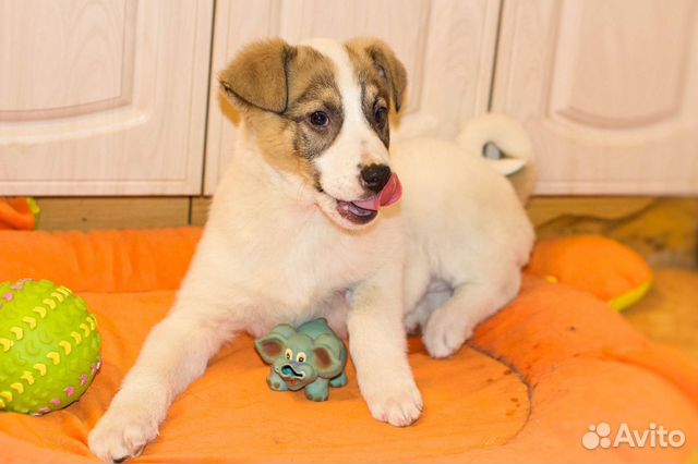 Альф в добрые руки