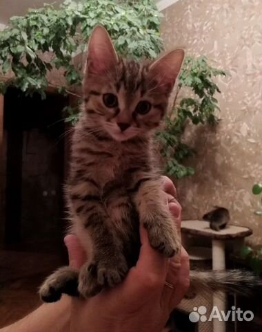 Котенок девочка, родилась 27 октября