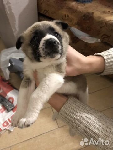 Щенок помесь алабая и дворняги