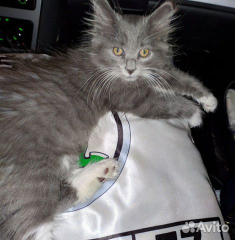 Котенок,мальчик