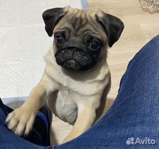 Мопс
