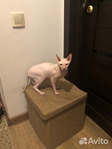 Резиновый Донской сфинкс