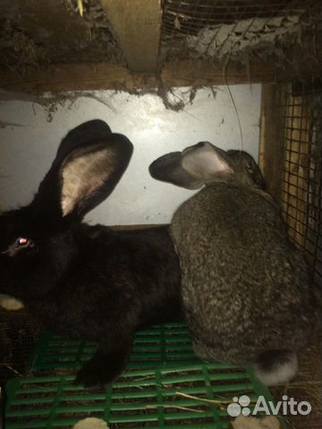 Рабочий самец Фландр