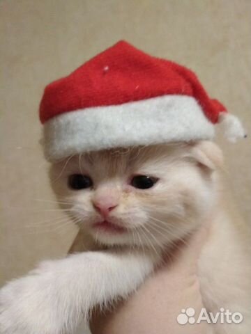 Вислоухий шотландский котик