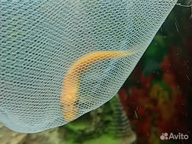 Сомик Лисичка