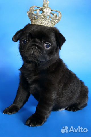 Шикарный мопсюля