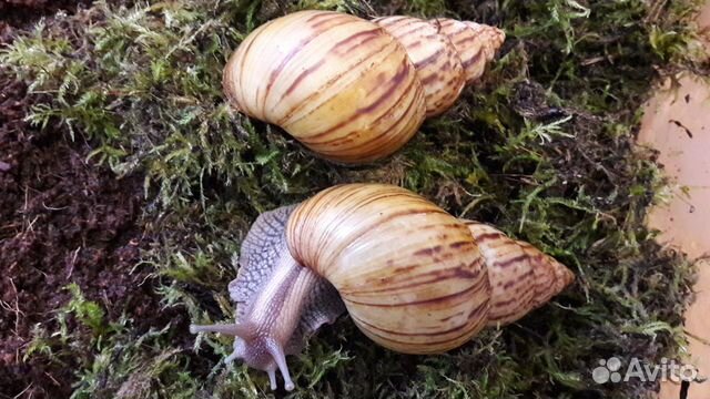 Улитка Ахатина Кравени
