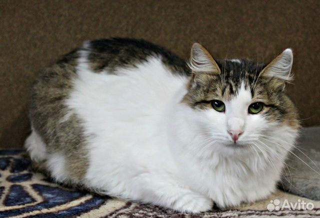 Молодой котик