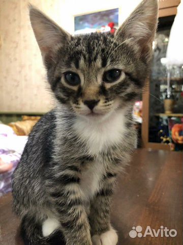 Котята,2 мес