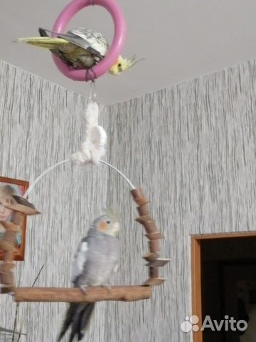 Попугай карелла