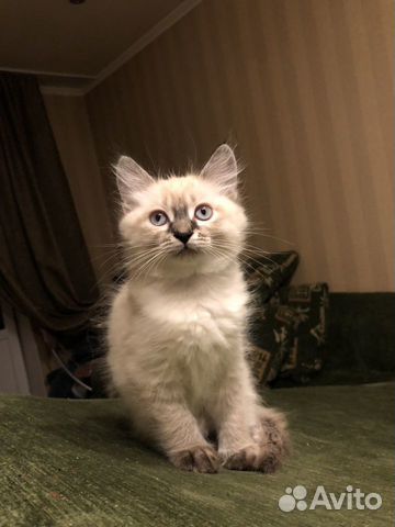 Котёнок