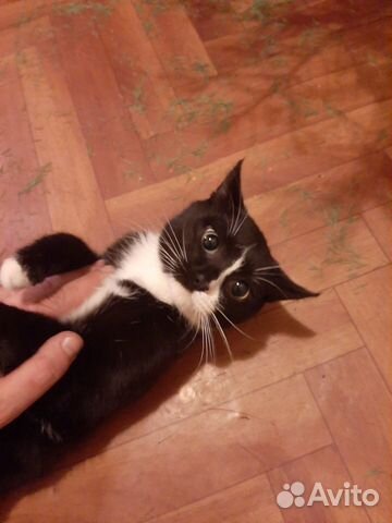 Котенок в хорошие руки