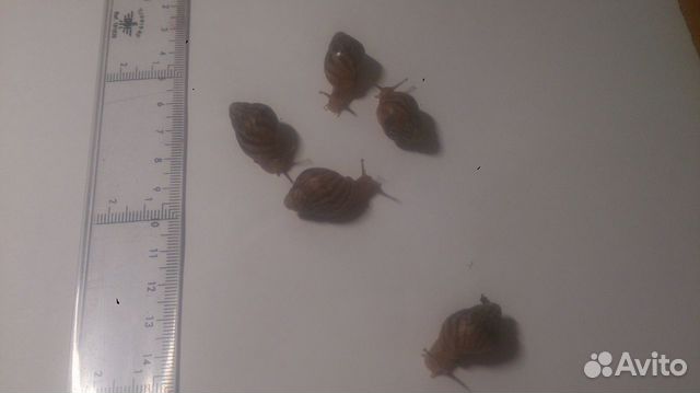 Улитка Ахатина в добрые руки