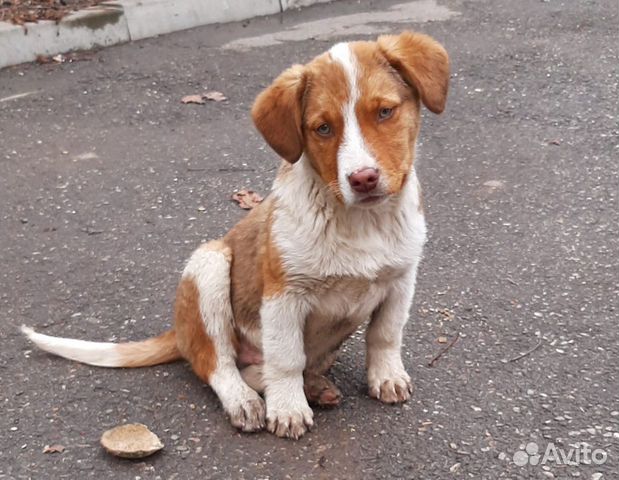 Ищет дом щенок не крупной собаки Форест