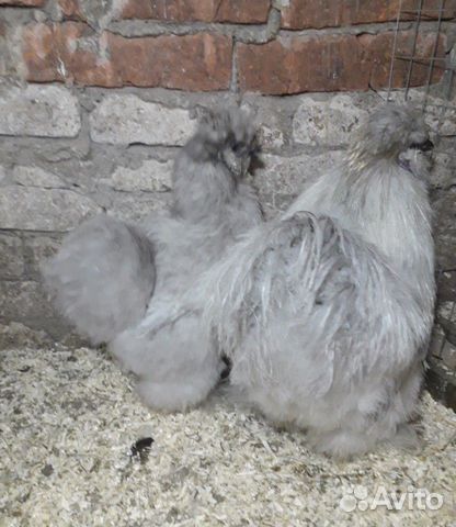 Шелки лаванда. голубые