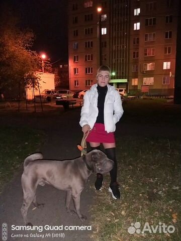 Шарпей вязка