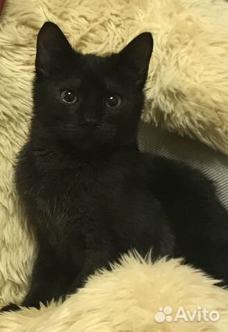 Чёрная пантера