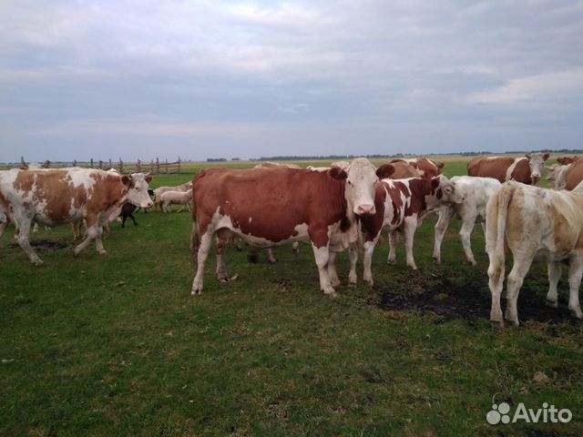 Продам коров на мясо