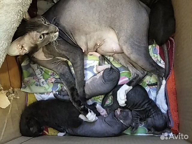 Донской сфинкс