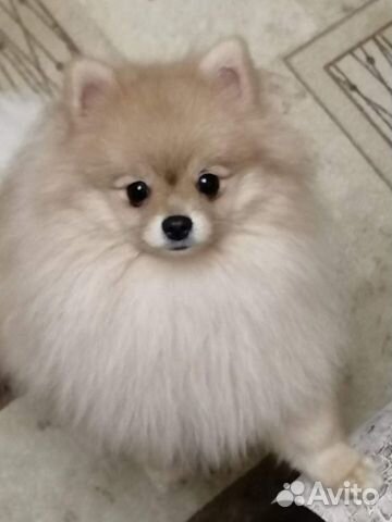 Кремовые красотки