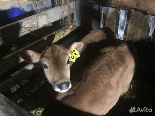 Джерсейский бычок