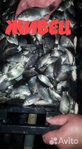 Живец карась килограмм