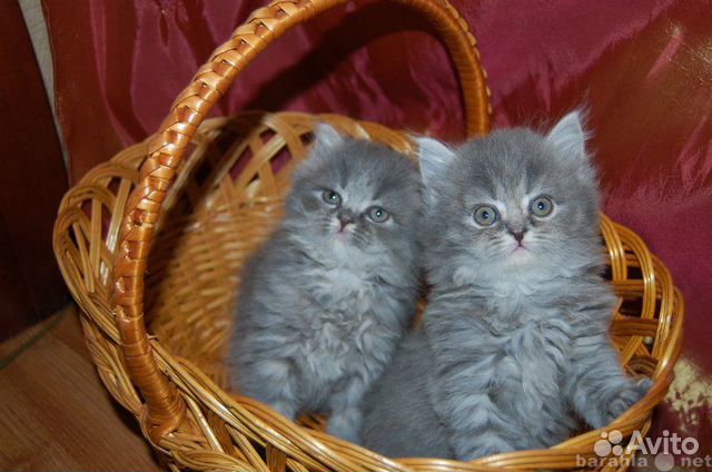 Красивые котята от шотландской вислоухой