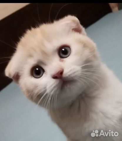 Шотландские котята красный мрамор