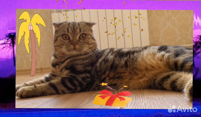 Шотландская вислоухая отдам