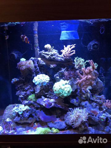 Морской рифовый аквариум