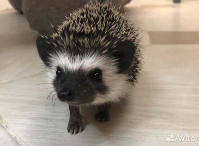 Африканские карликовые ёжики