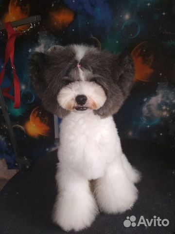 Вязка, ищем невест