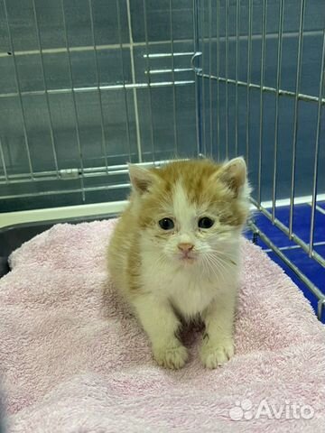 Котёнок 1 месяц рыжий просто ангел