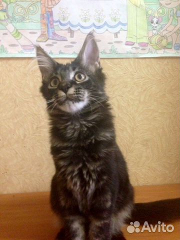 Остался последний котёнок